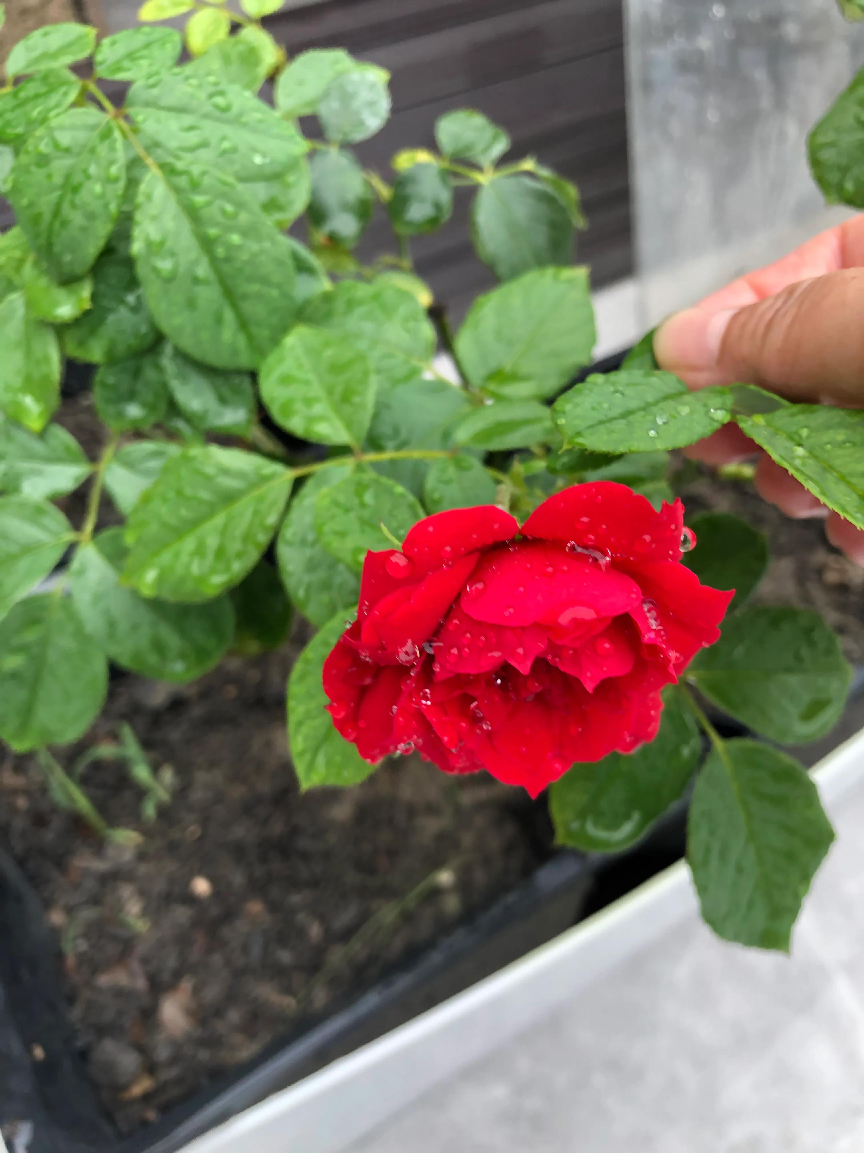 My Red Dragon Rose opened for the second time - iNEWS
