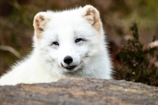 How much money can I earn per year by breeding 100 foxes? - iNEWS