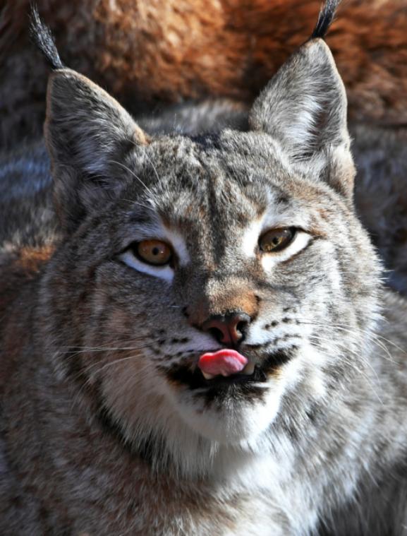 Eurasian lynx: King of the steppe - iNEWS
