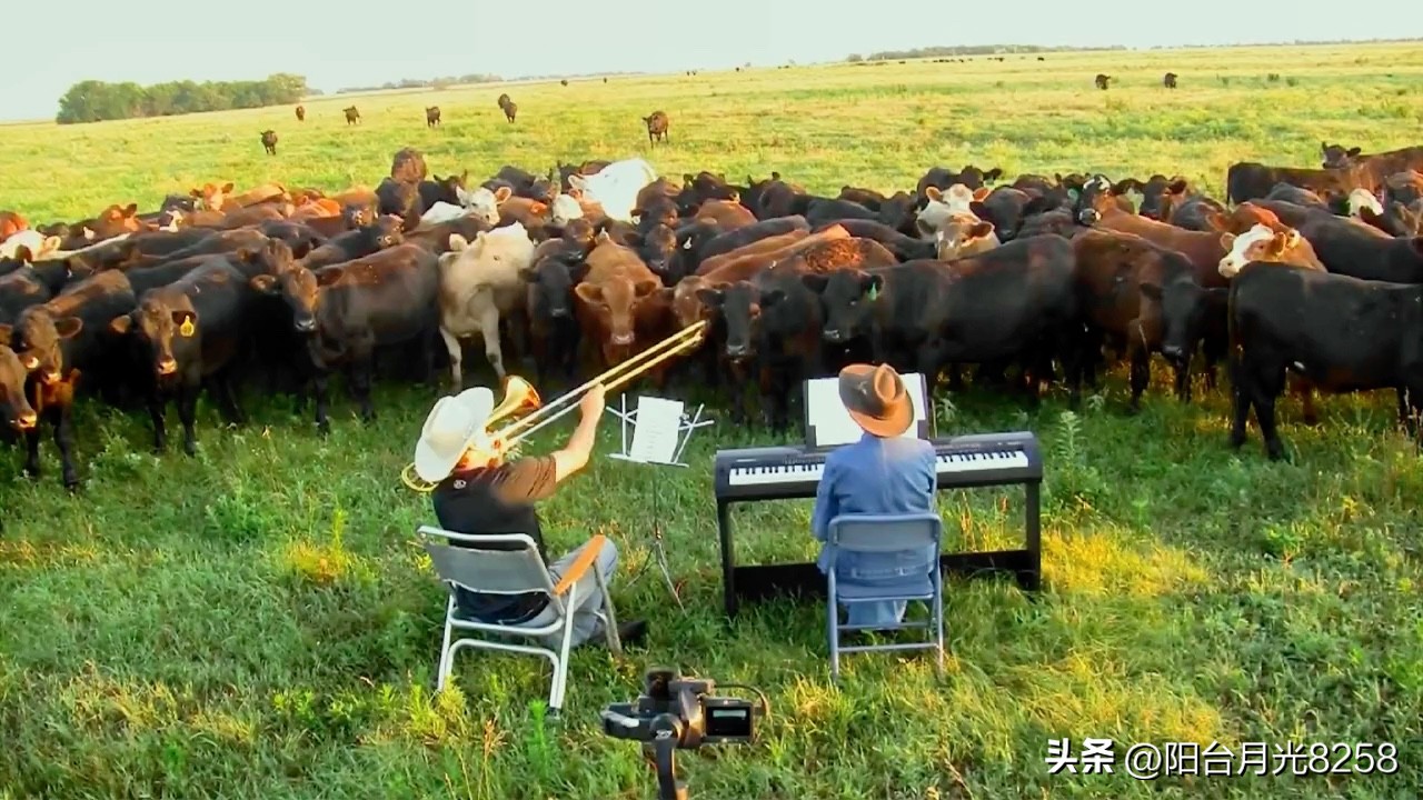 Another way to look at the cow playing the piano - iNEWS