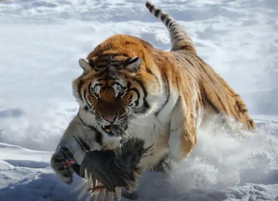 A Chinese tigress married into South Korea. In the early stage, she was ...