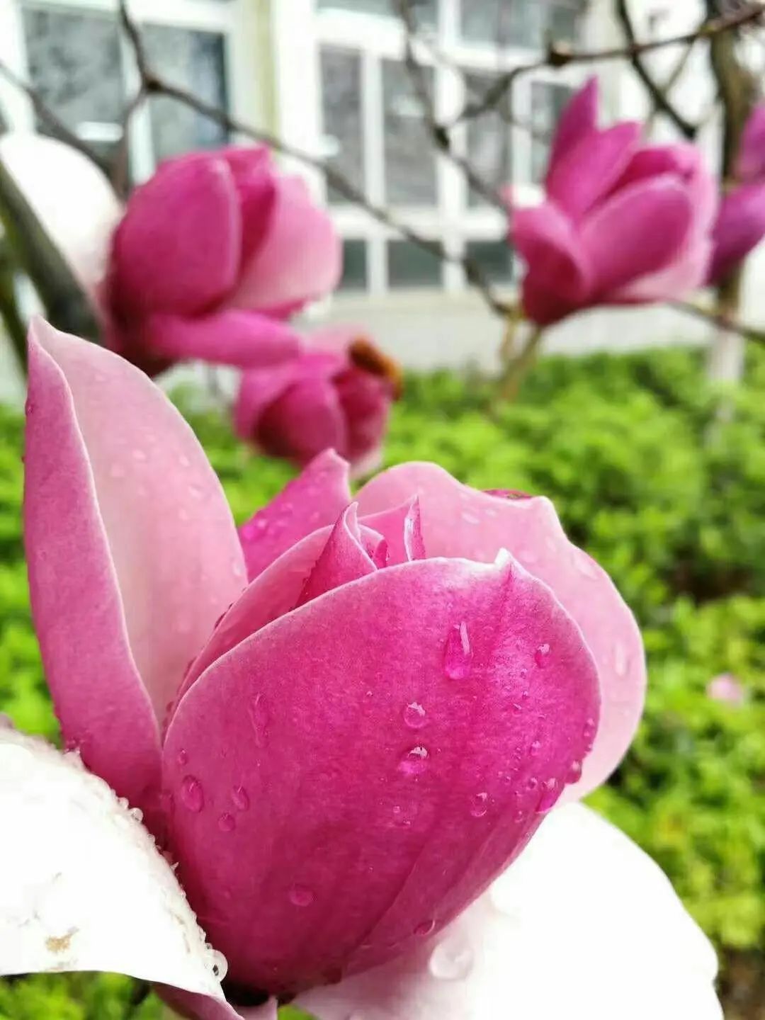 Wang Maofu: Twenty Quatrains of Chanting Flowers - iNEWS