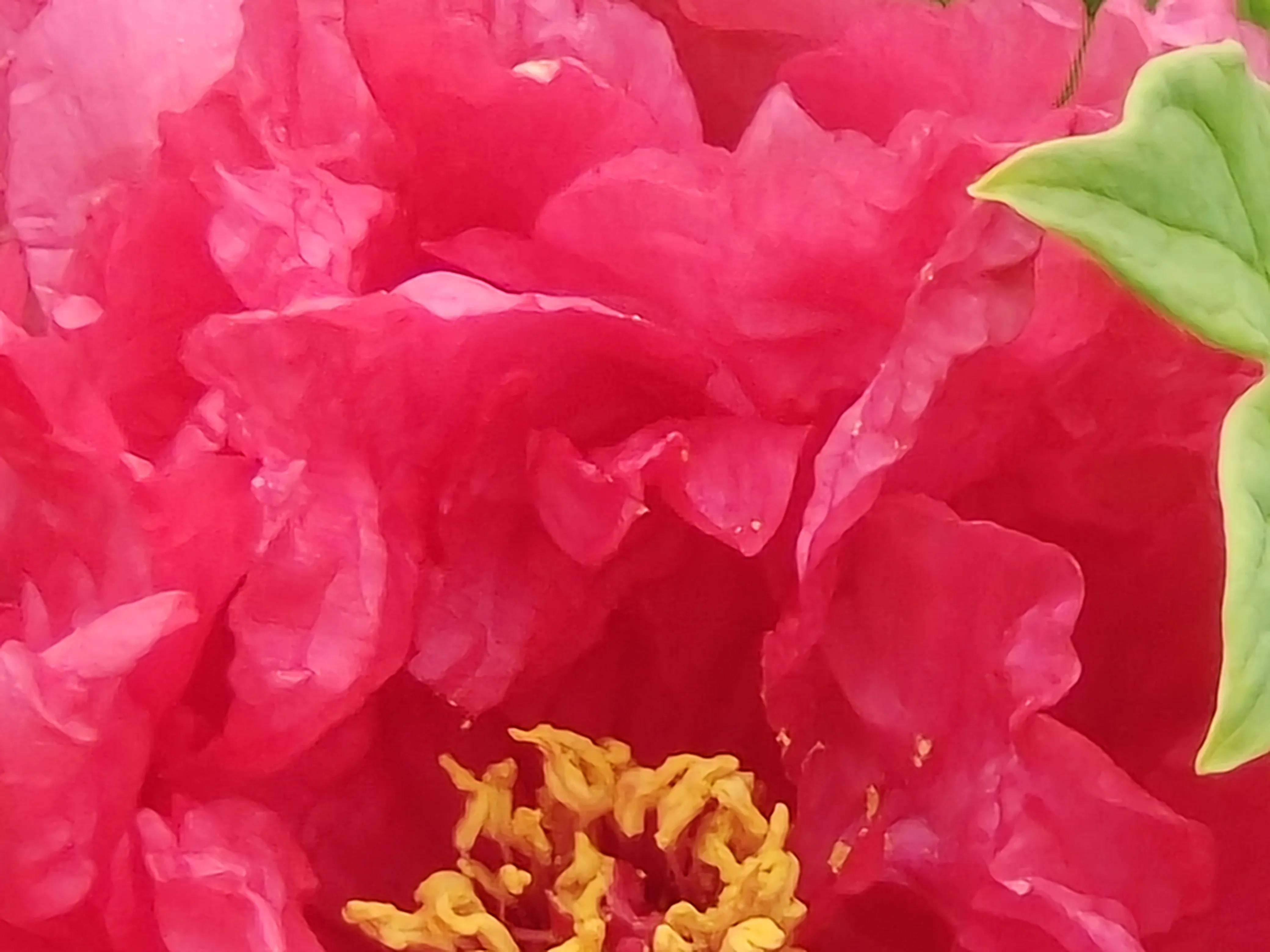 Flowers Bloom Wealthy (Photography by Yao Sanshi) - iNEWS