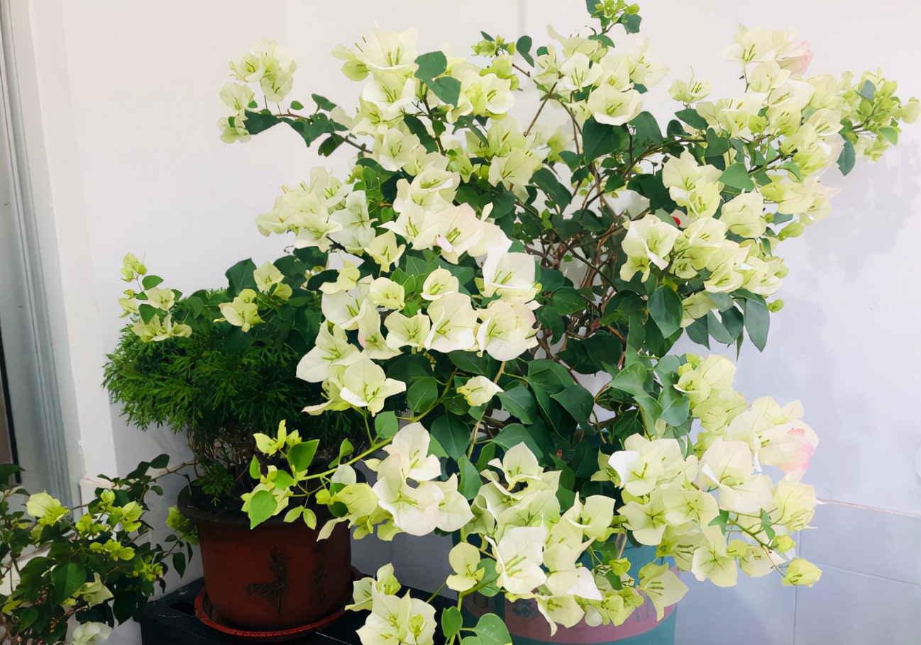 These 4 kinds of "lazy flower" prefer to bask in the sun, entering the ...