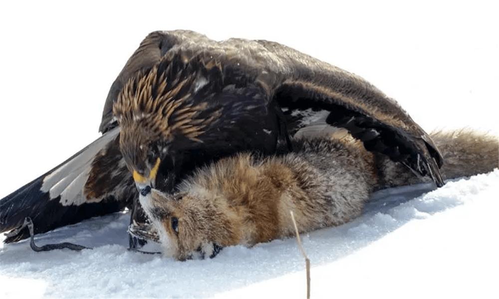 The golden eagle captured a wolf cub, and the male wolf brought food to ...