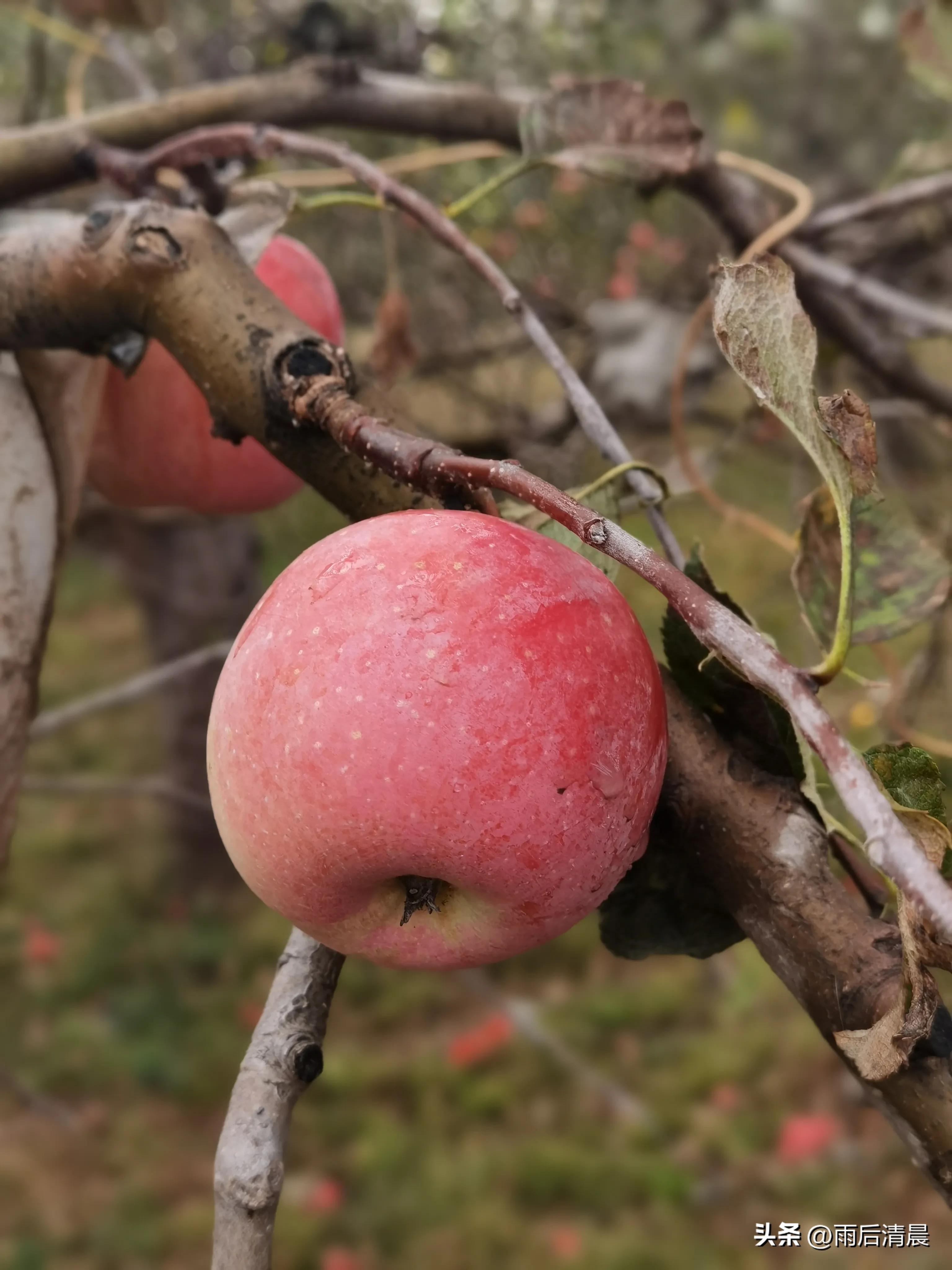 Seven Characters "Song Yin" - iNEWS