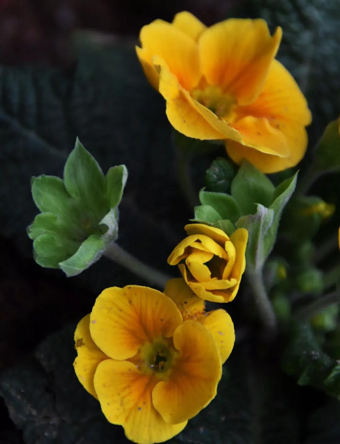 Primrose, the aroma is unique and elegant, the flowers are multi ...