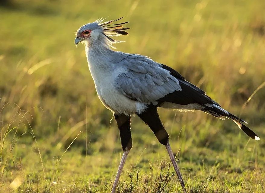 The poisonous snake killer, "Secretary Bird", looks noble and elegant ...