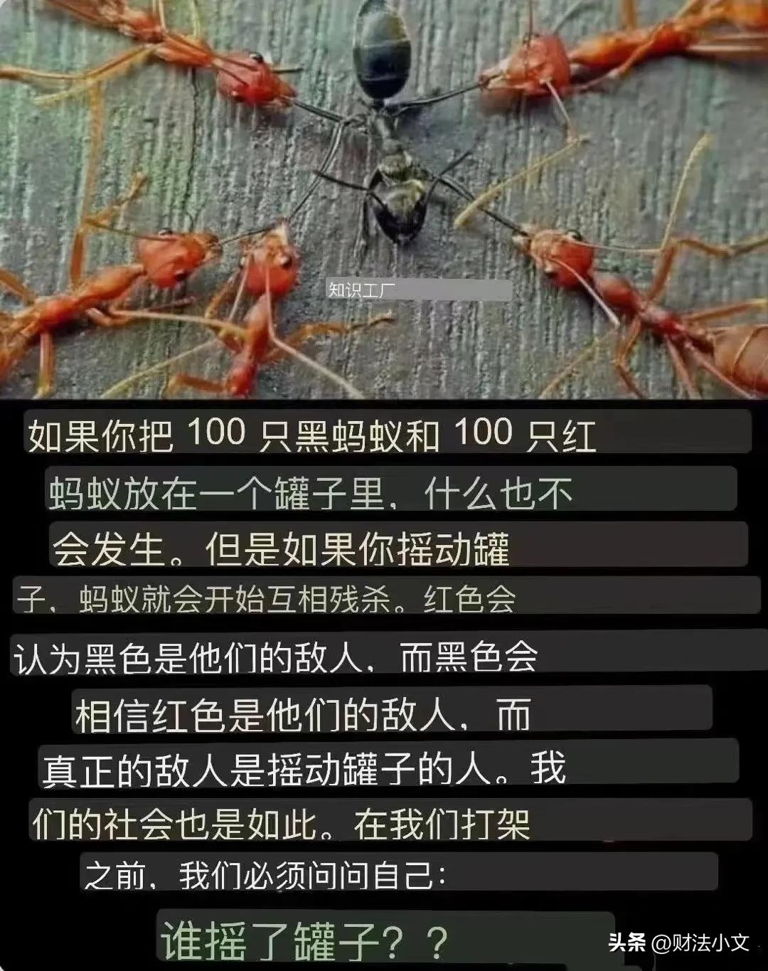 What is the lazy ant effect - iNEWS