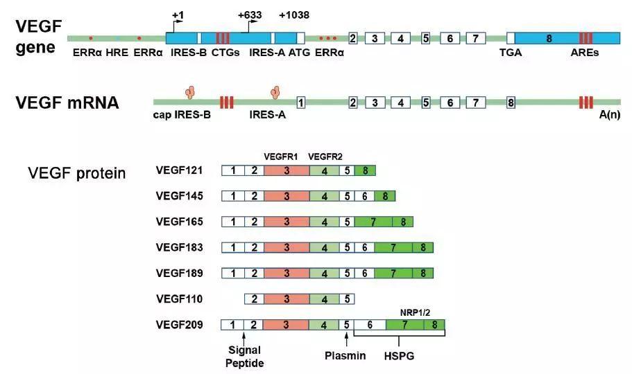 Hidden King - Vascular Endothelial Growth Factor VEGF Family - iNEWS