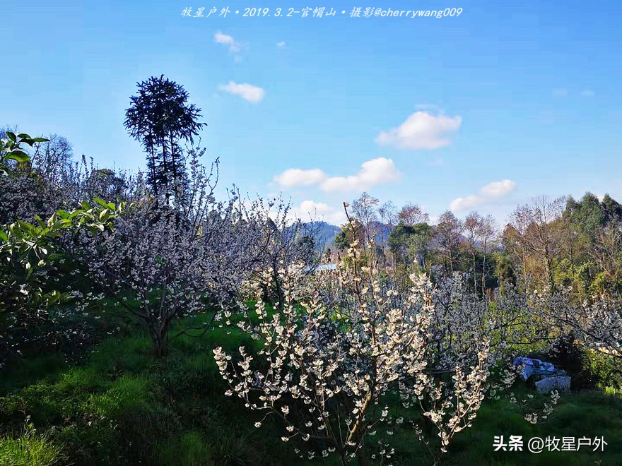 Admire romantic cherry blossoms at Guanmao Mountain in Pujiang - iMedia