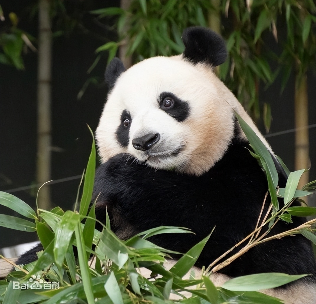 Get to know the giant panda Hua Ni (Ai Bao) in South Korea in one ...