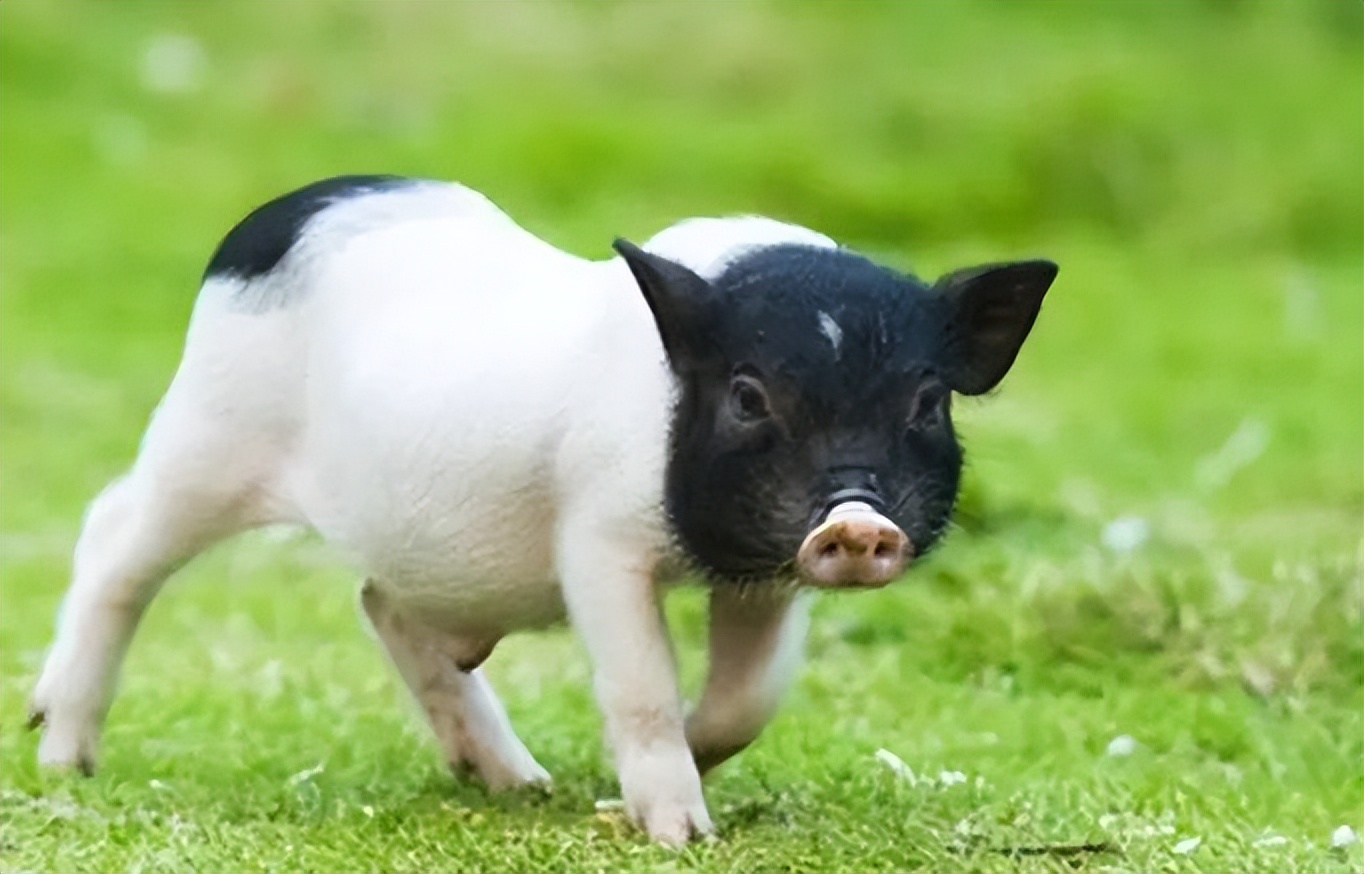 It is the "noble" among pigs - iMedia