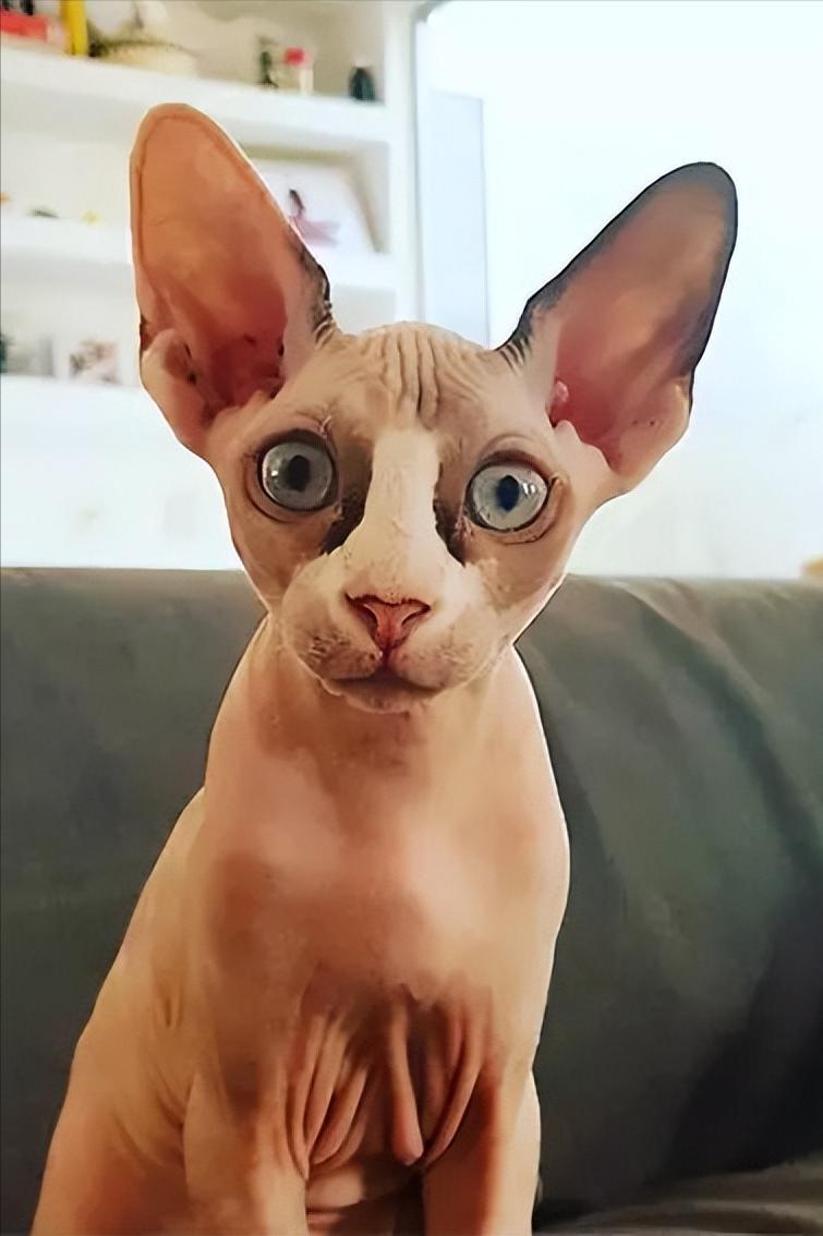 These 6 cats have a good temper, and you will not be angry if you touch ...