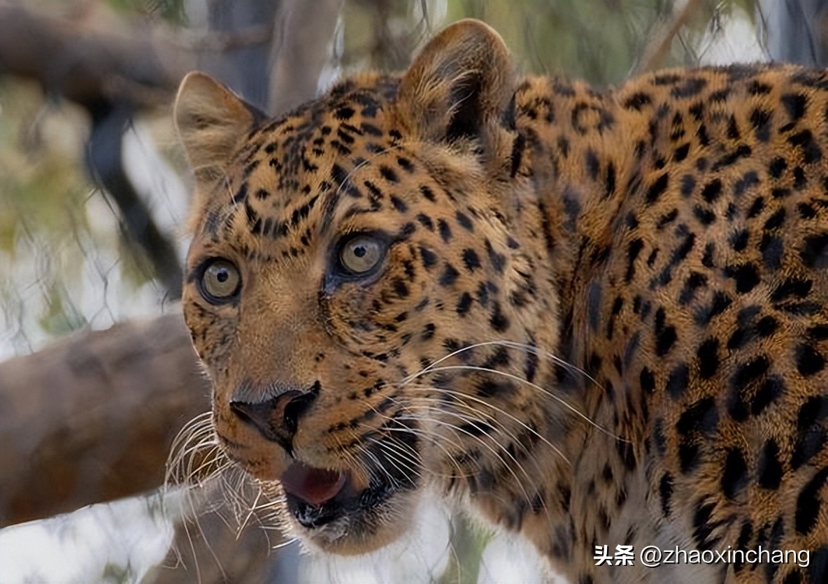 Fantastic Species - North China Leopard - iNEWS