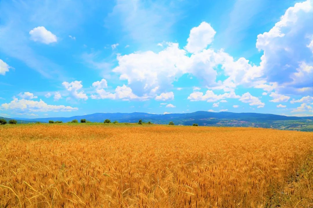 Summer Romance in 7 Foreign Poems: Can I Compare You to a Summer Day ...