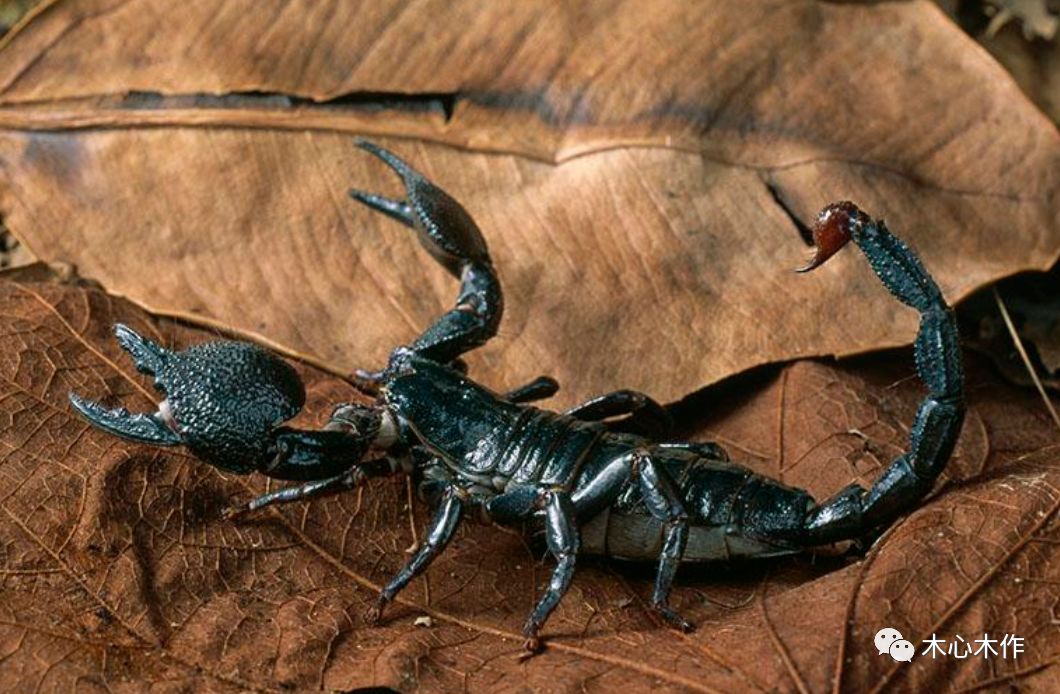 Scorpion wood work - iNEWS