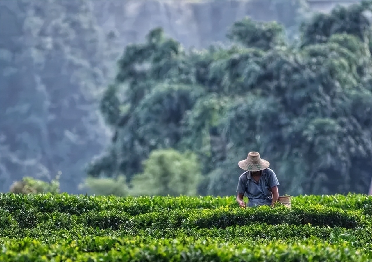 28°~32° north latitude, Mingqian fresh leaves in the place of origin - iMedia