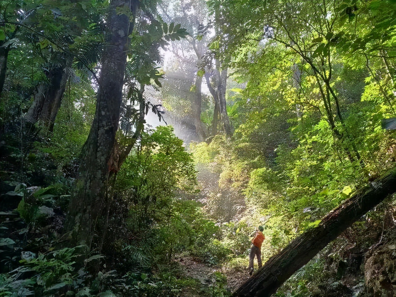 Rainforest outside the cave, rainforest inside the cave - iNEWS