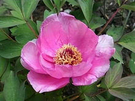 National tertiary protected plant - dwarf peony - iNEWS
