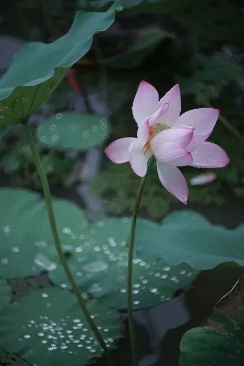 The lotus shot is nothing new, you can try to shoot like this - iNEWS