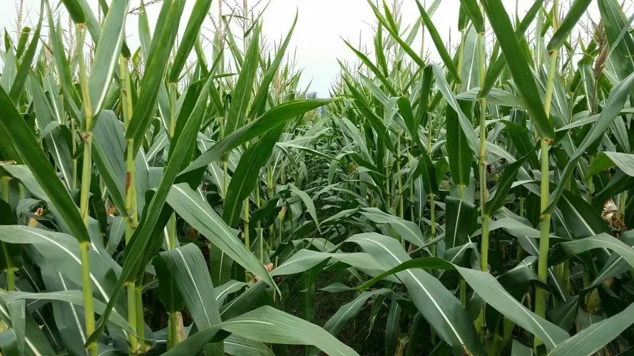 The role of corn control is great, but if these 4 links are not well ...