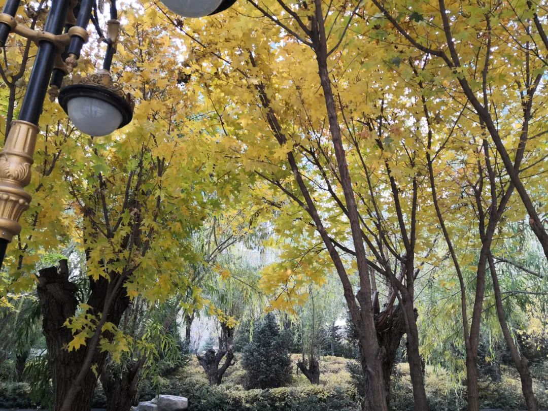 Annealing and removing blood stasis, cooling blood and dispersing blood ...