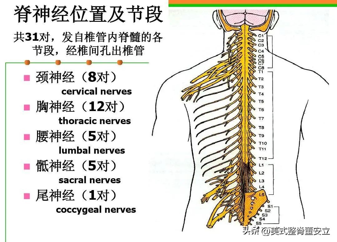 Solving wealthy bags, high and low shoulders, and Dazhui—important ...