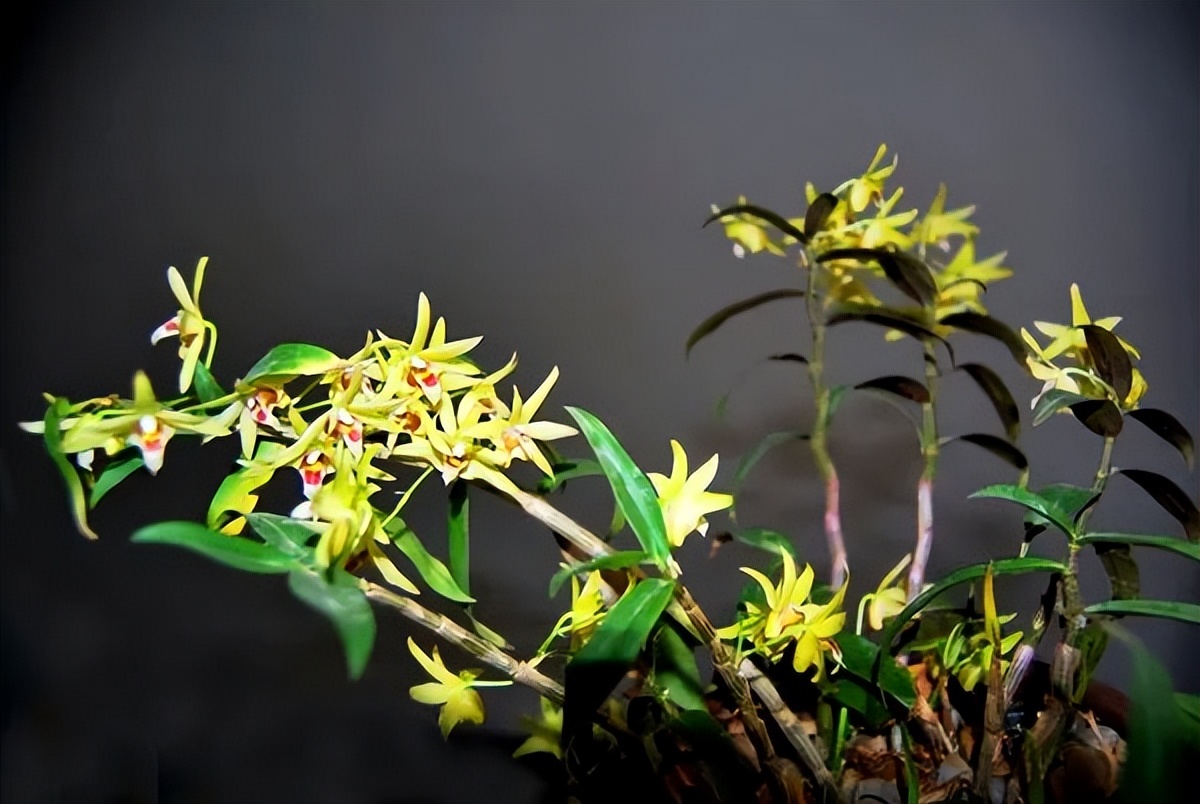 Gujing tribute wine and wine: Dendrobium in wine, a treasure in wine ...