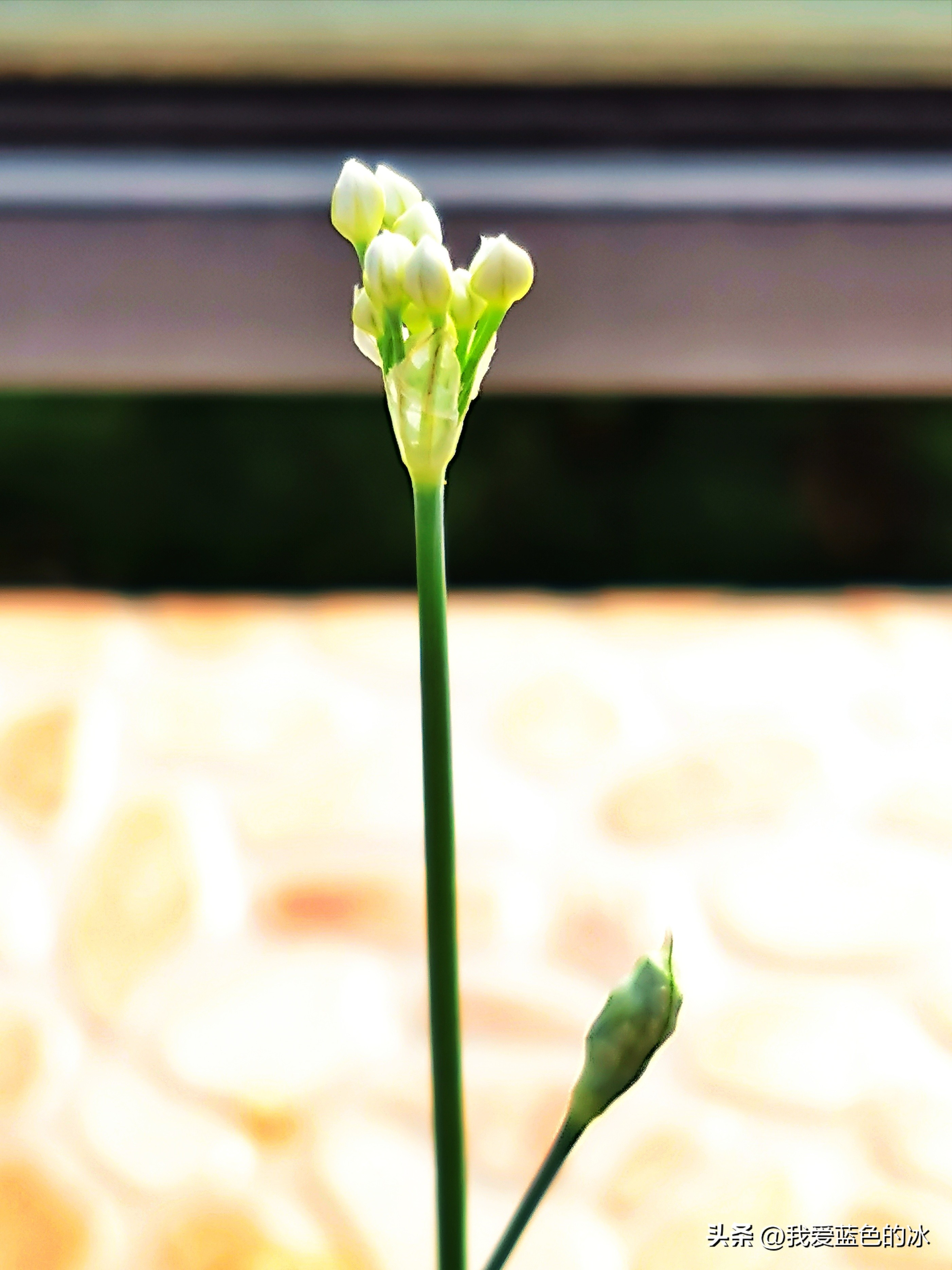 chives bloom - iNEWS