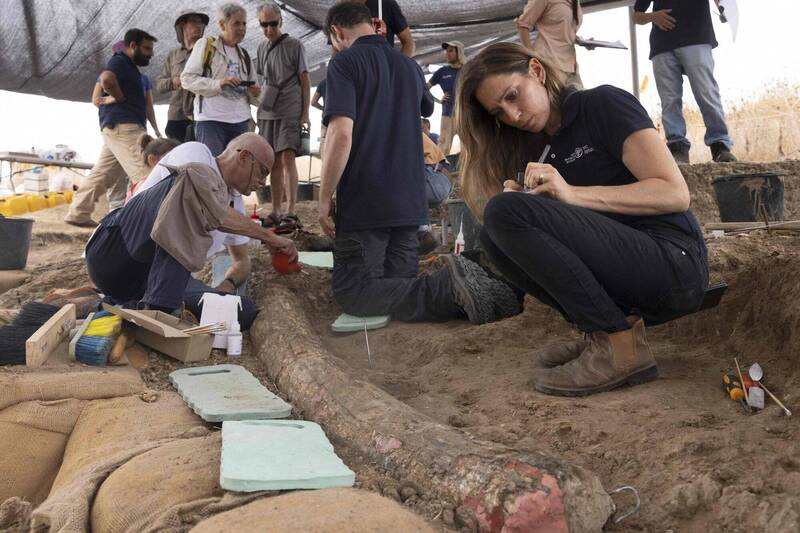 Huge 2.5-meter-long prehistoric ivory unearthed in Israel 500,000 years ...