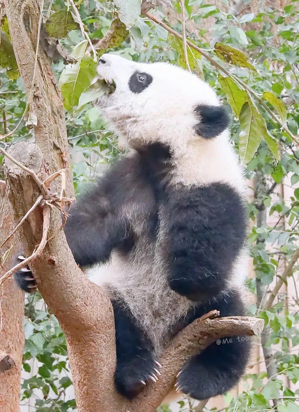 The giant panda Fu Wan was born with a disabled companion and was ...