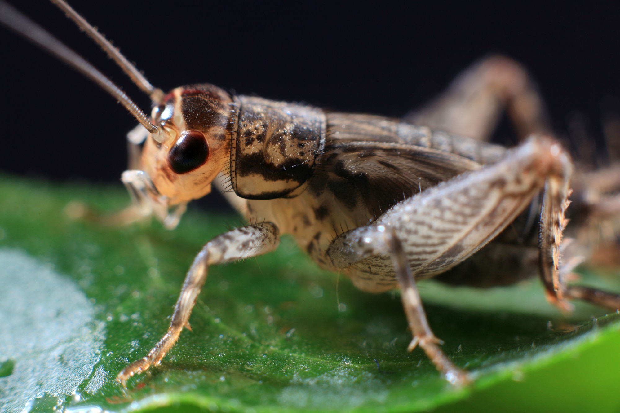 Decades ago, many crickets could always be caught in front of and ...