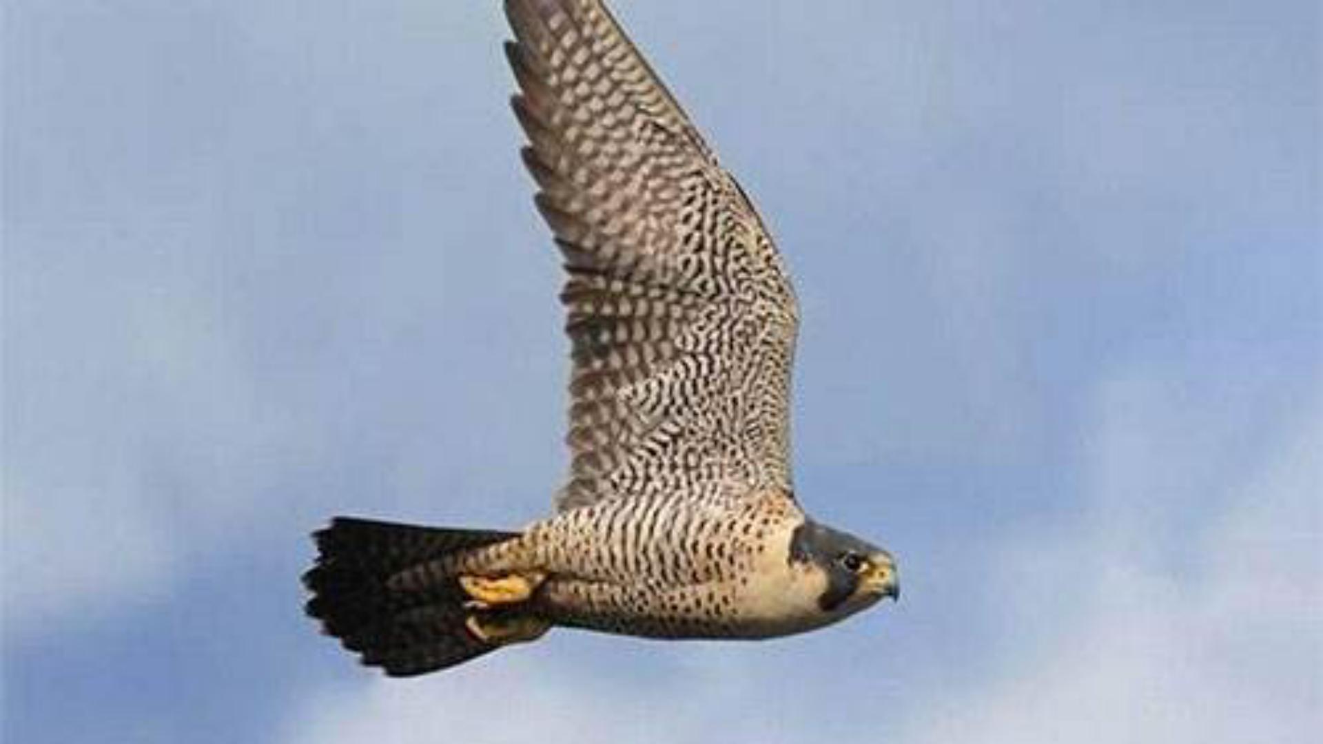 Fierce aerial hunter—Peregrine, how is the fighter in the bird made ...