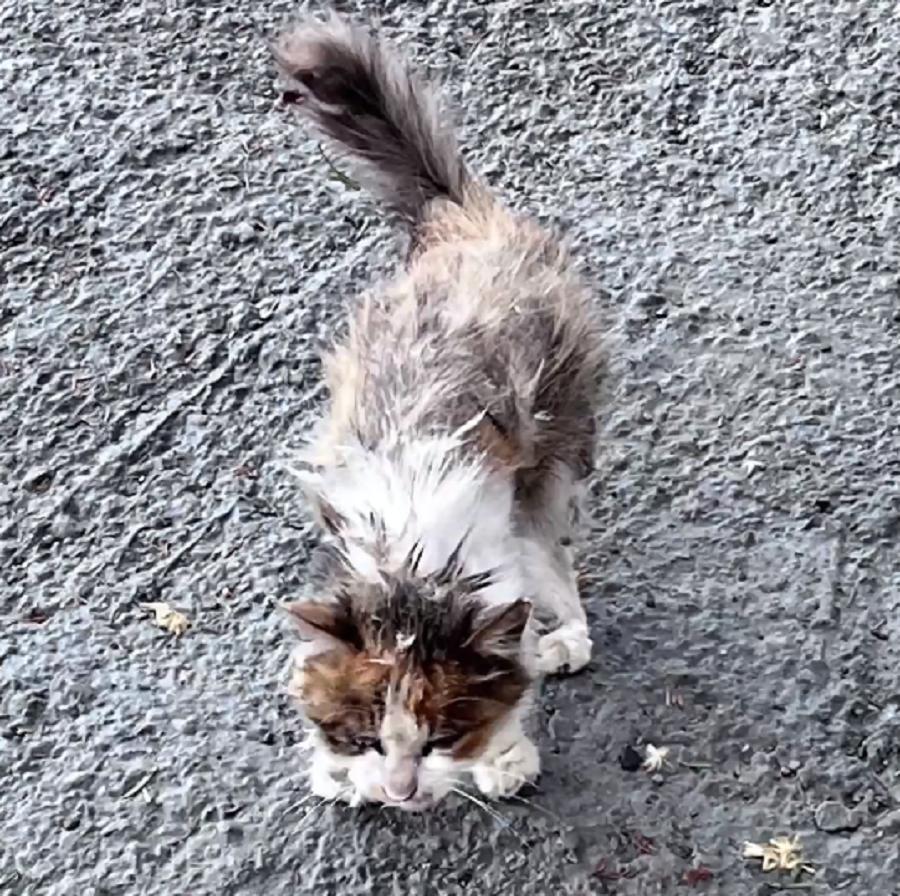 Covered with skin diseases, the skinny old stray cat insisted on asking ...