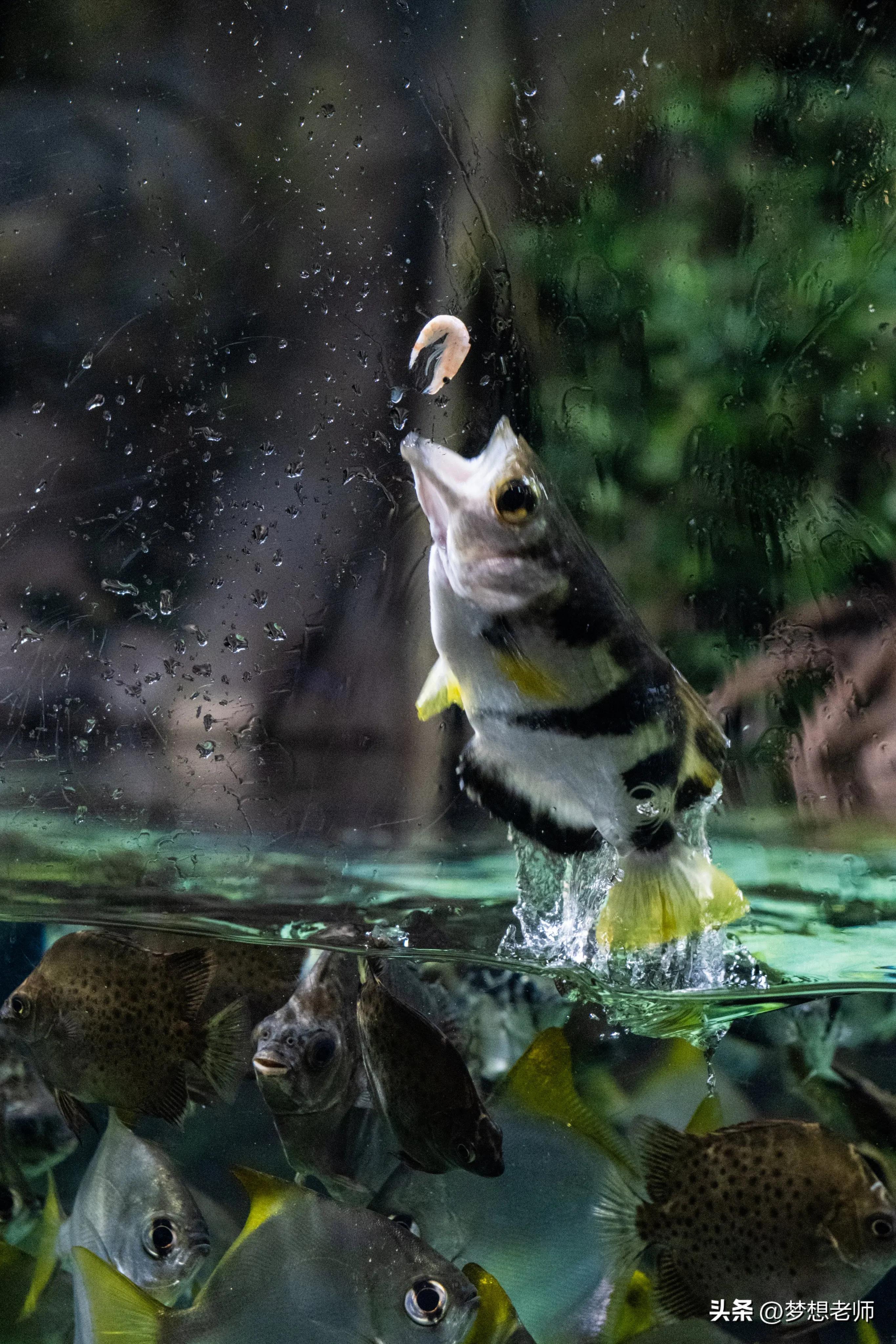 Fish spit water like we throw spears - iMedia