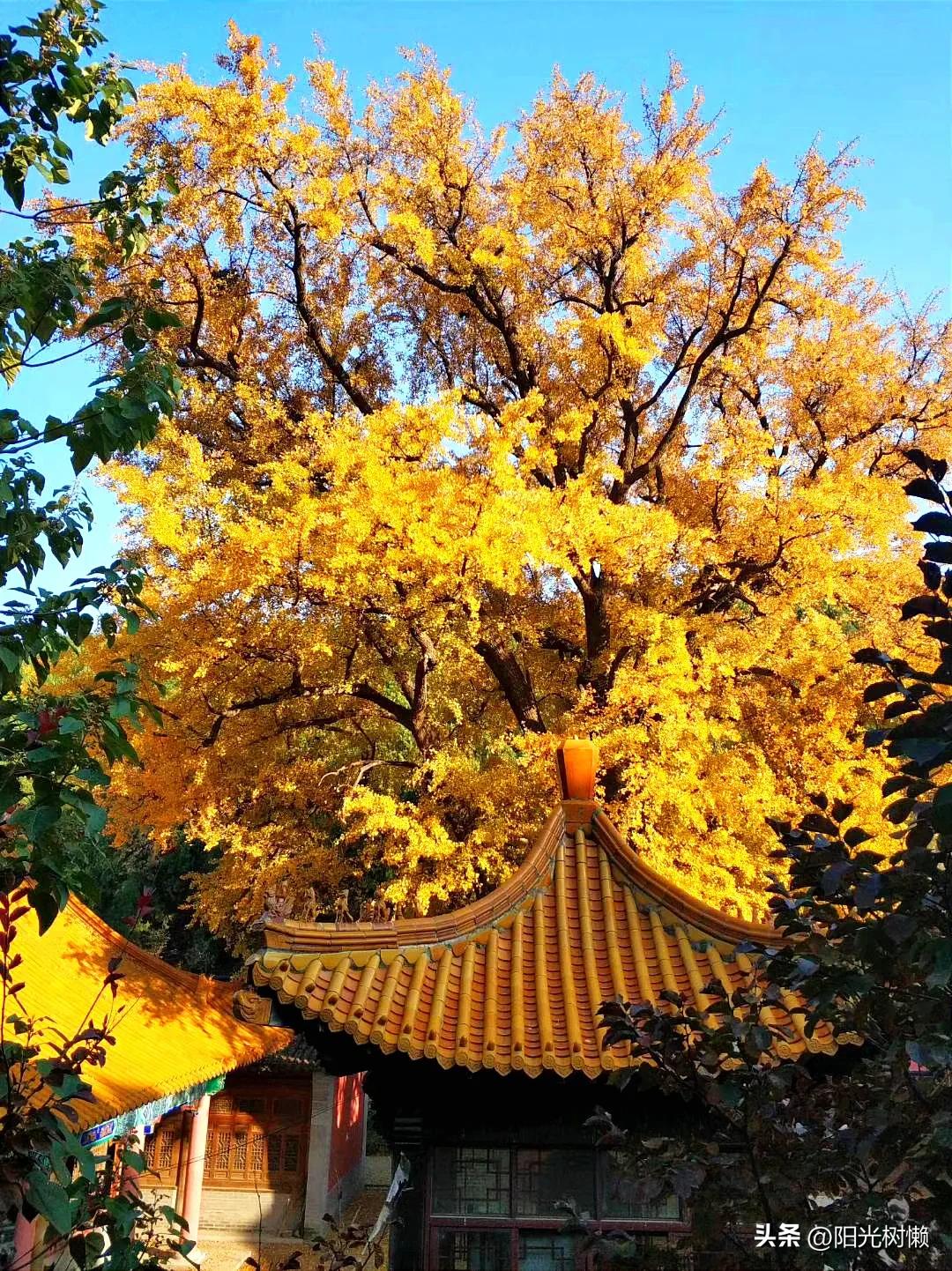 Ginkgo Golden Autumn, one-day self-driving tour in the suburbs of Jinan ...