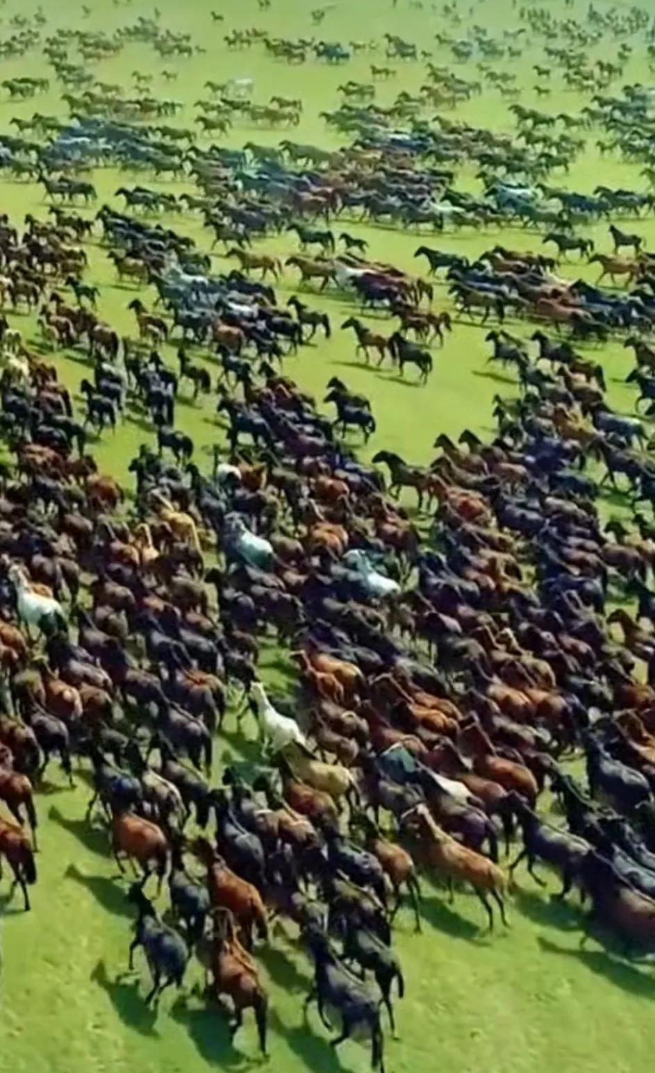The scene of thousands of horses galloping in Xinjiang is like the ...