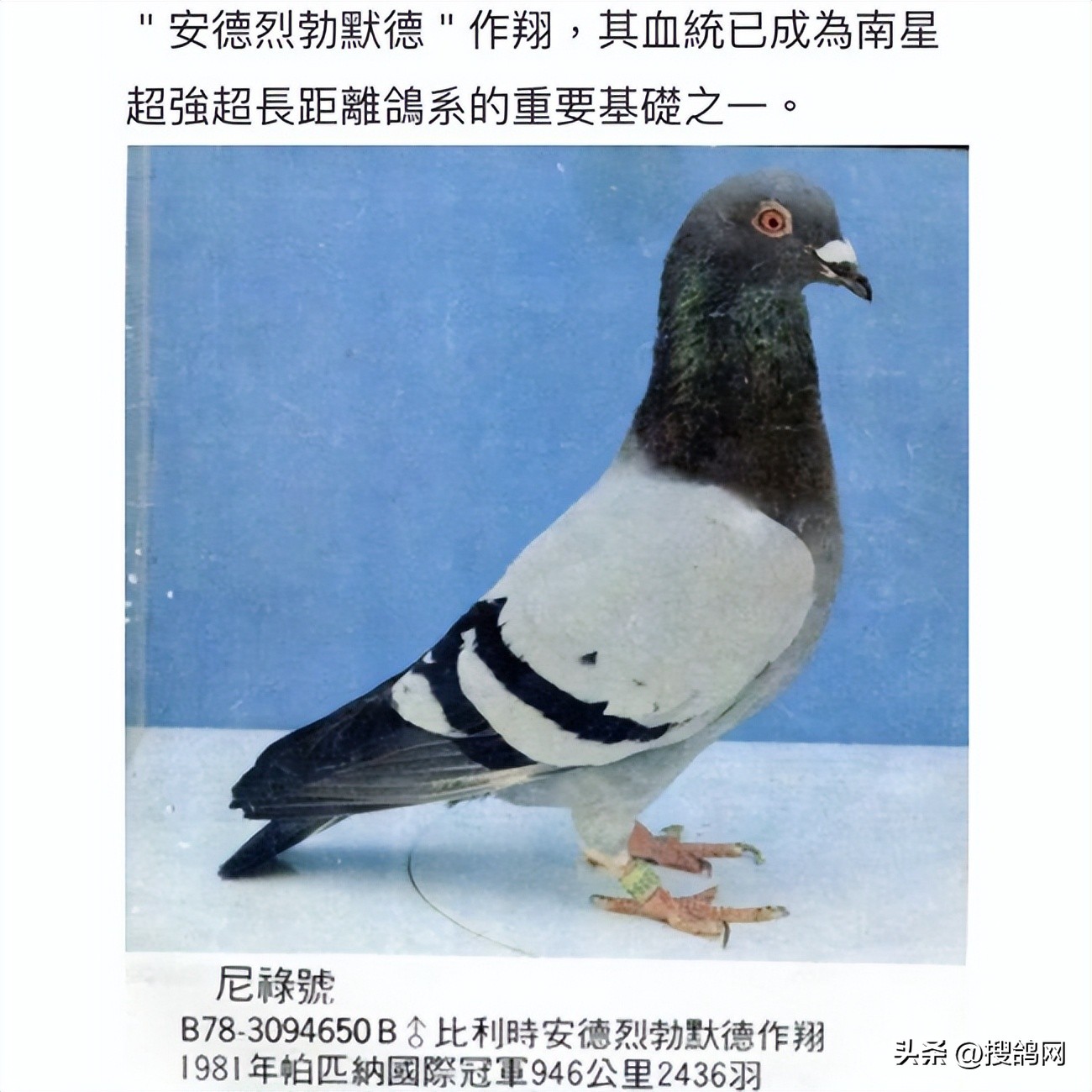 Appreciation of famous pigeons: Grand Champion with the largest number ...