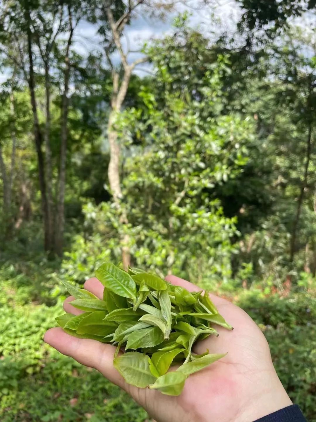 Why can Mansong become the top tea in Yiwu? - iNEWS