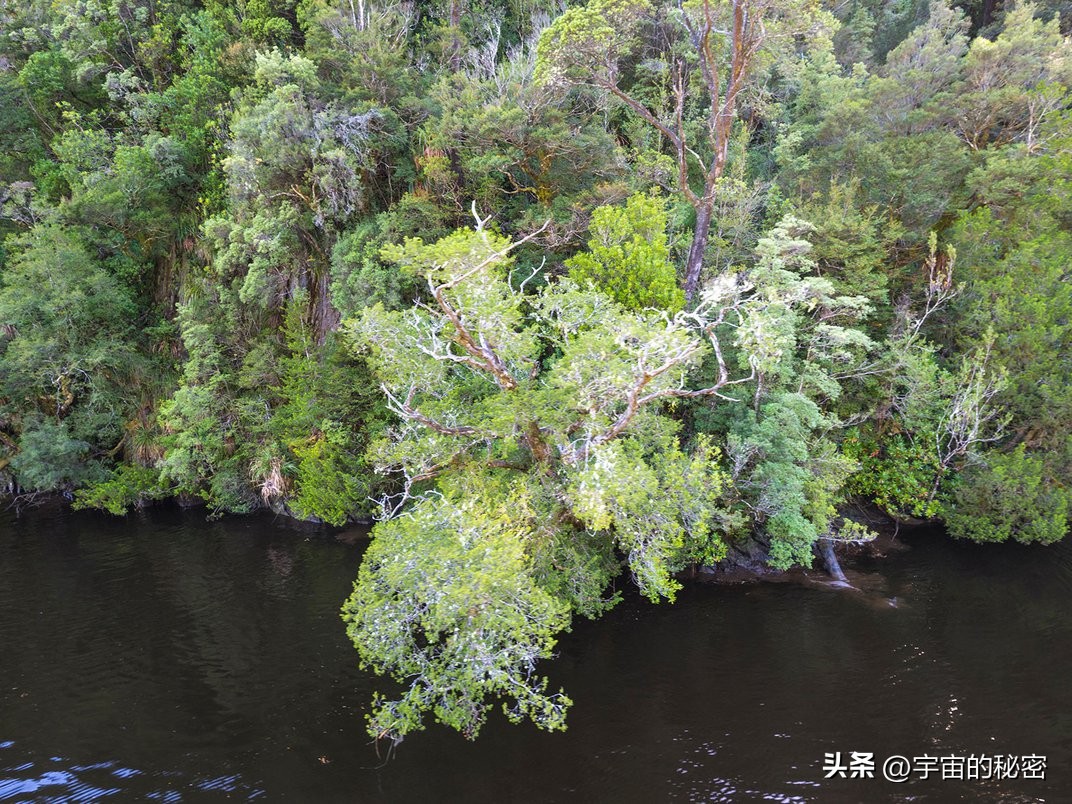 There was a super giant tree with a diameter of 1000 meters on the ...