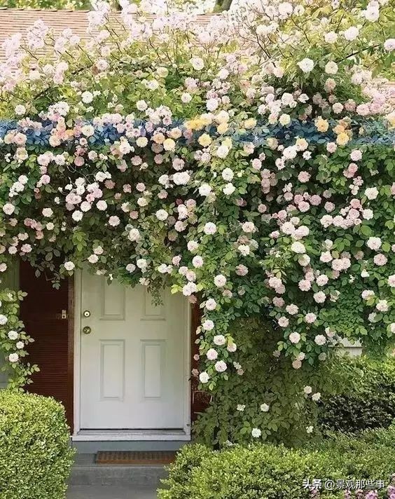 The Soul of Garden Design - Plant Configuration - iMedia