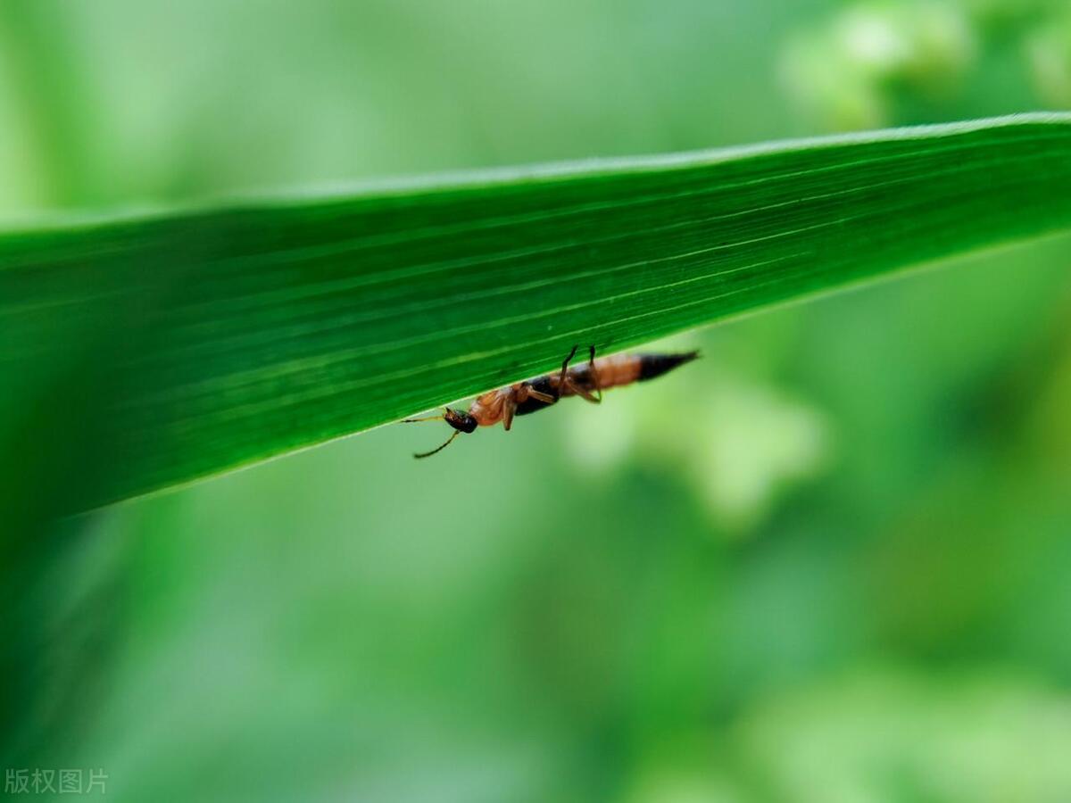 Get to know Paederus: black insects, similar to ants and bigger than ...