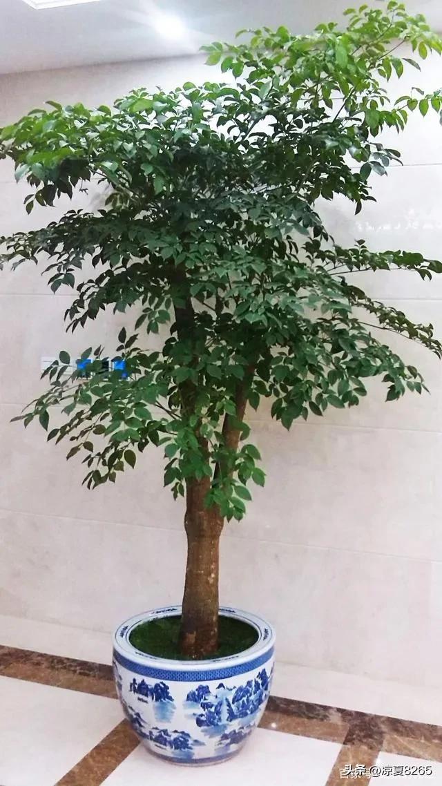 Do you know a tree of happiness? - iNEWS