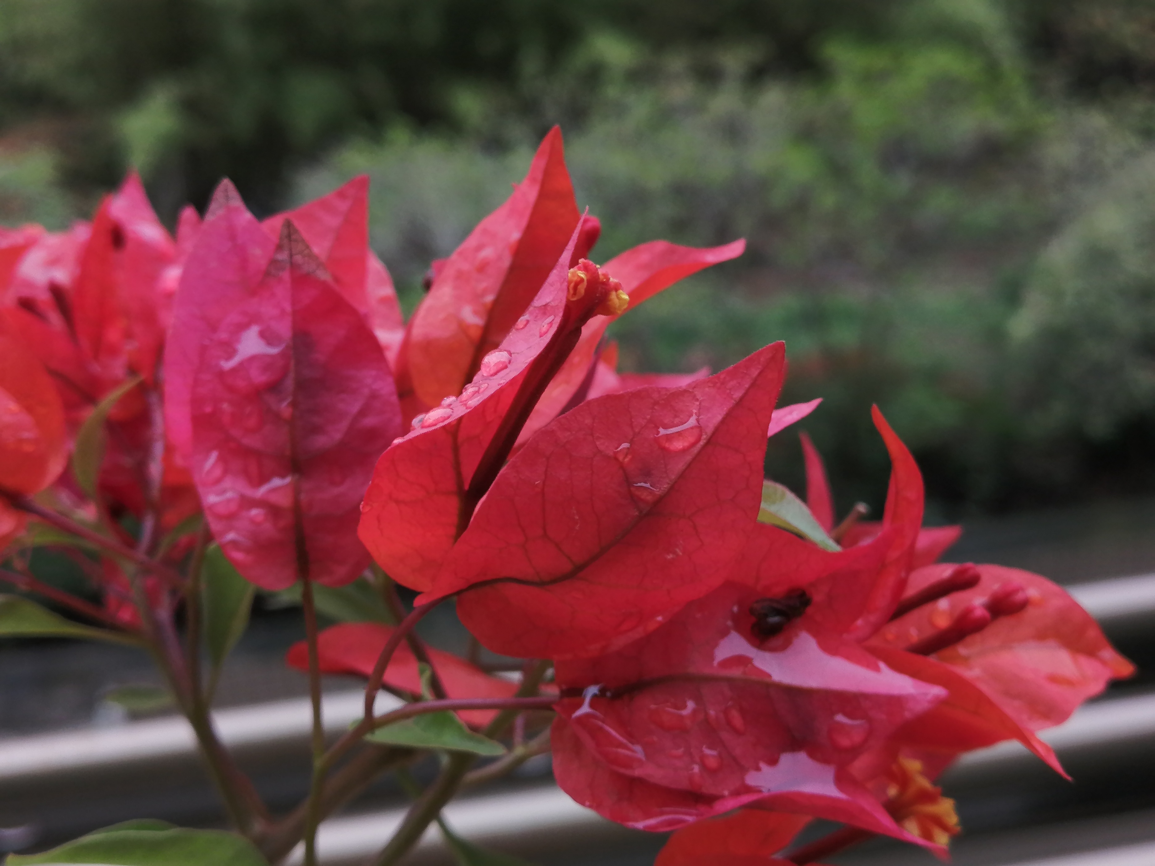 The first cineraria sown to produce true leaves - iNEWS