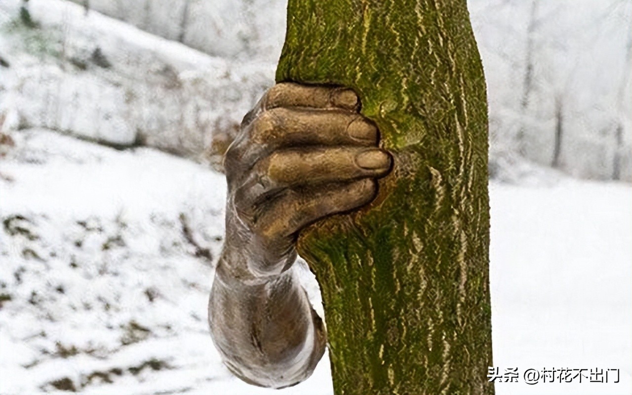 The world's most "lonely" hand, a tree for more than 50 years, what is ...