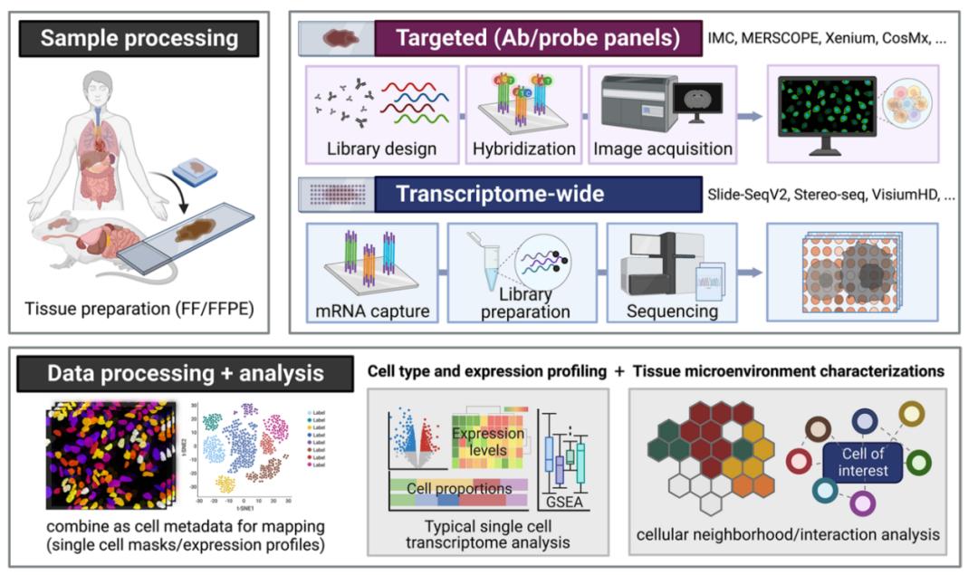 Inventory of the latest single-cell/subcellular resolution spatial ...