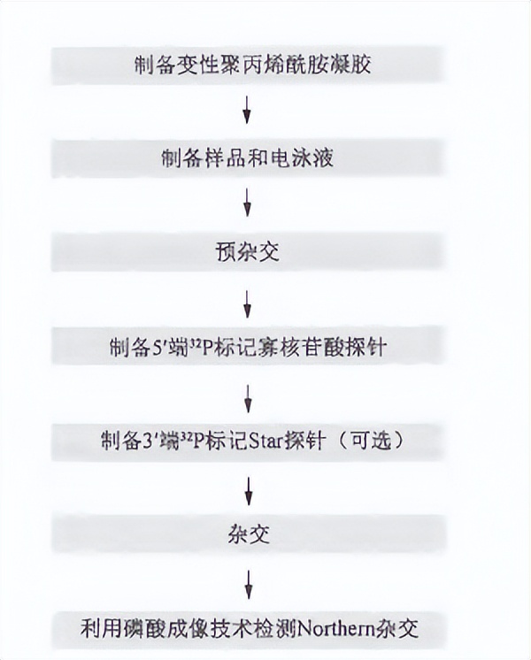 Northern blot analysis of small RNAs - iNEWS