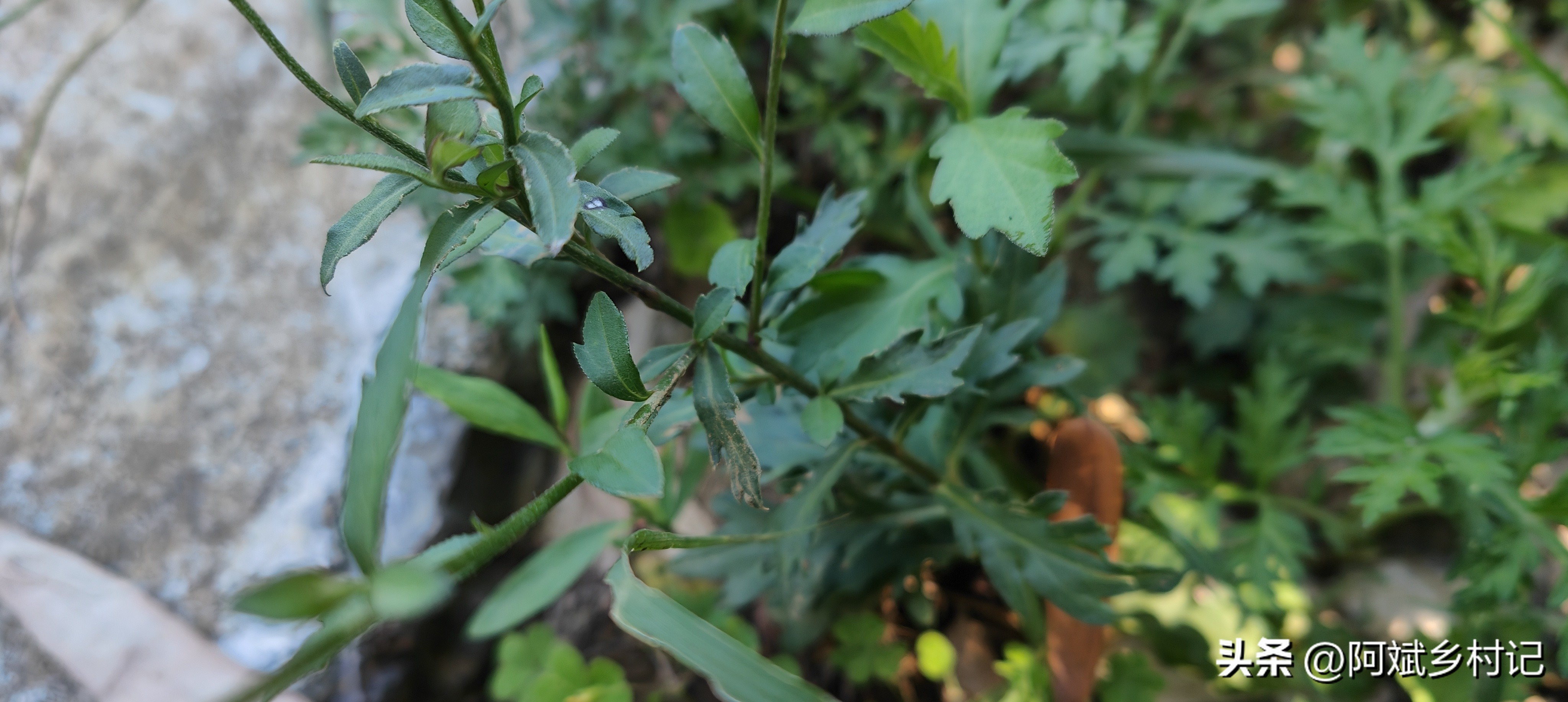 Malan flower, the triple identity of a flower, medicine, vegetable and ...