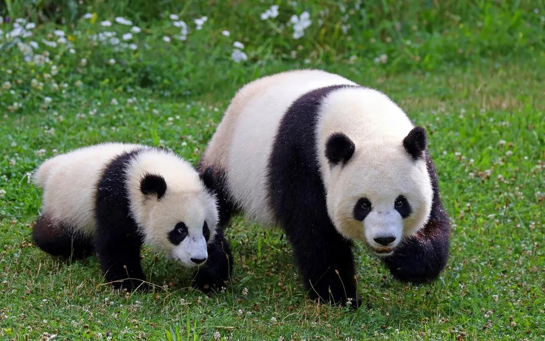 The regrettable be love between two pandas spanning time and space - iNEWS